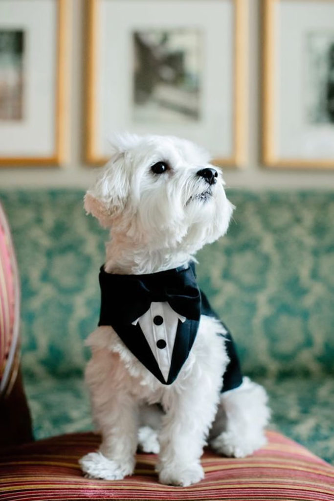 Divertidas ideas para incluir a tu mascota en la boda : Fiancee Bodas