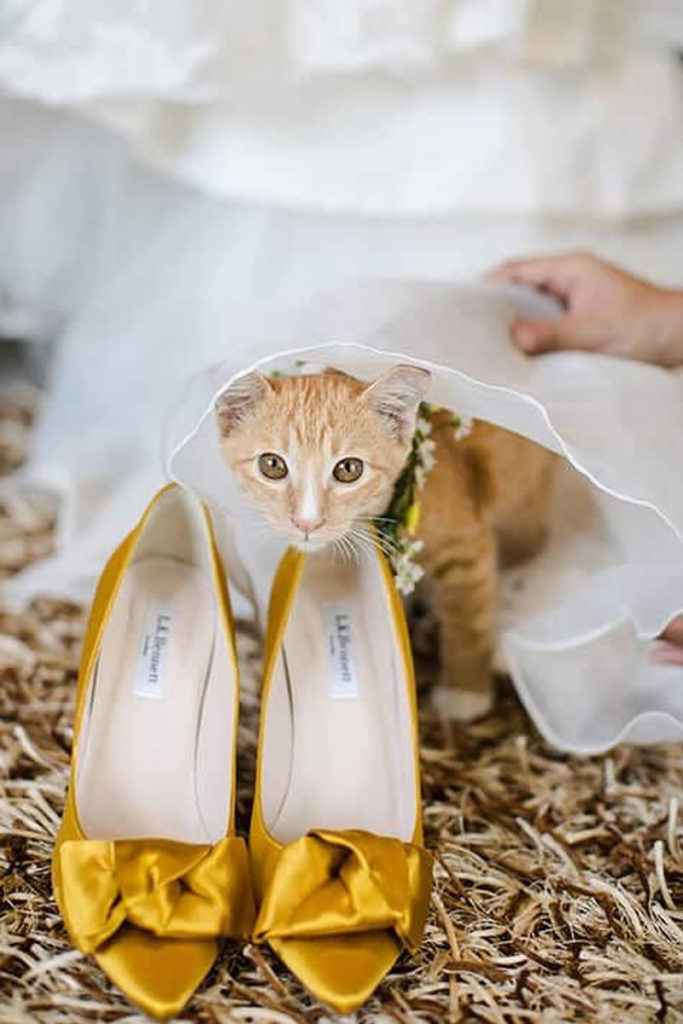 Divertidas ideas para incluir a tu mascota en la boda : Fiancee Bodas