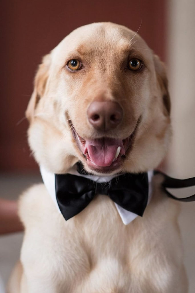 Divertidas ideas para incluir a tu mascota en la boda : Fiancee Bodas